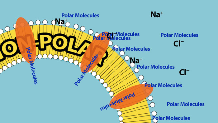 Why is polarity important? Interesting & clear explanation
