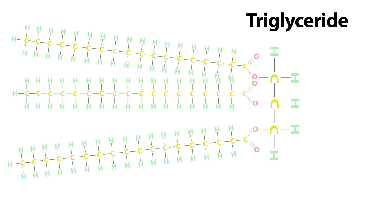 Understanding Fats, Lipids - Awesome structure and function